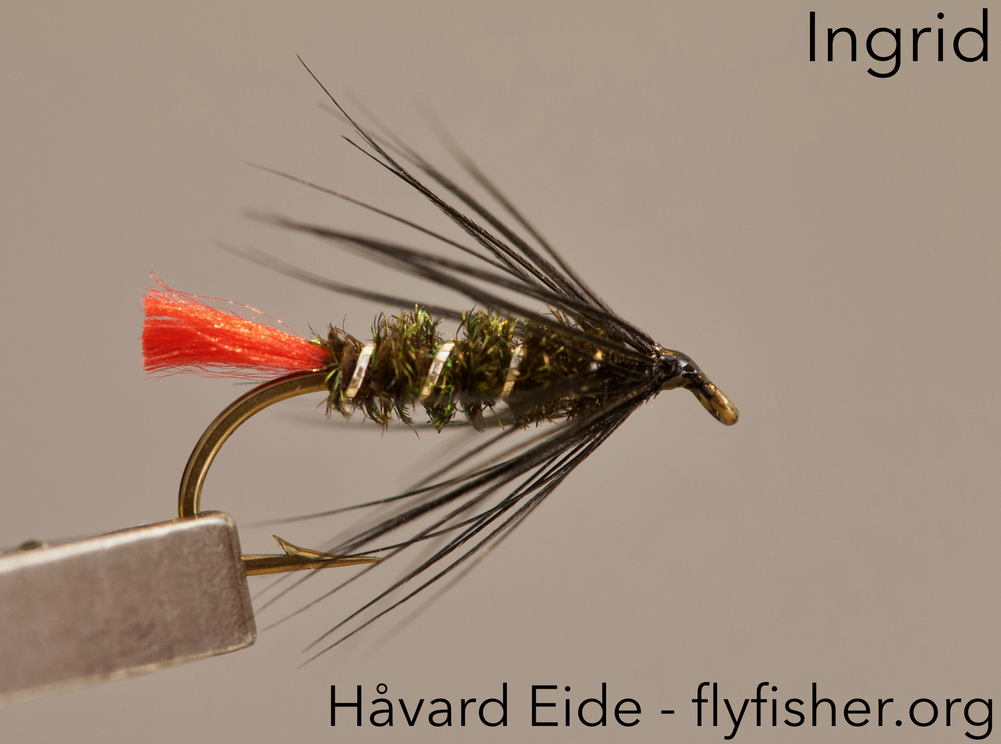 John Sand: Ingrid | flyfisher.org