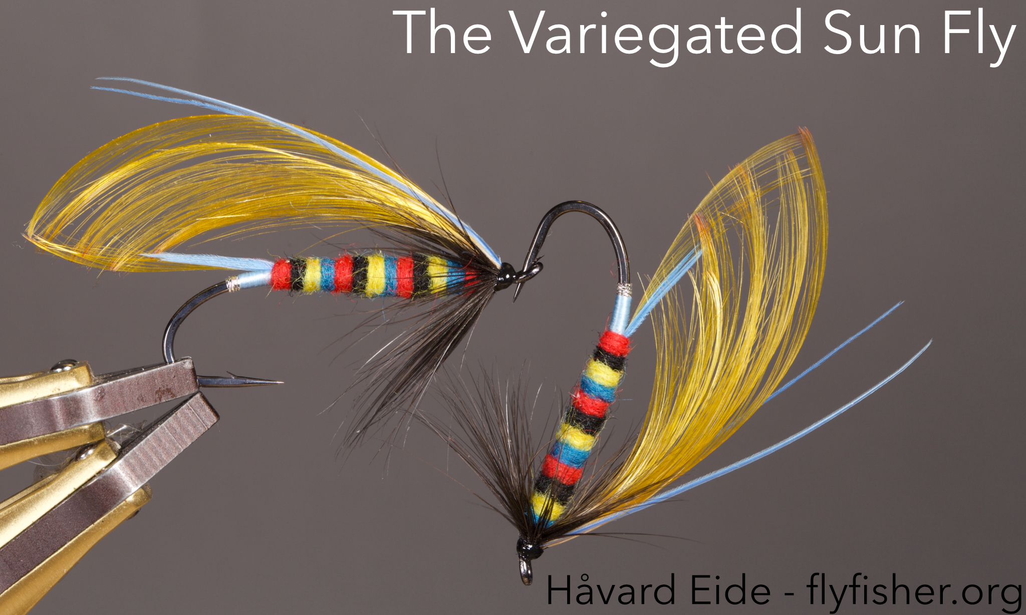Variegated Sun Fly | flyfisher.org