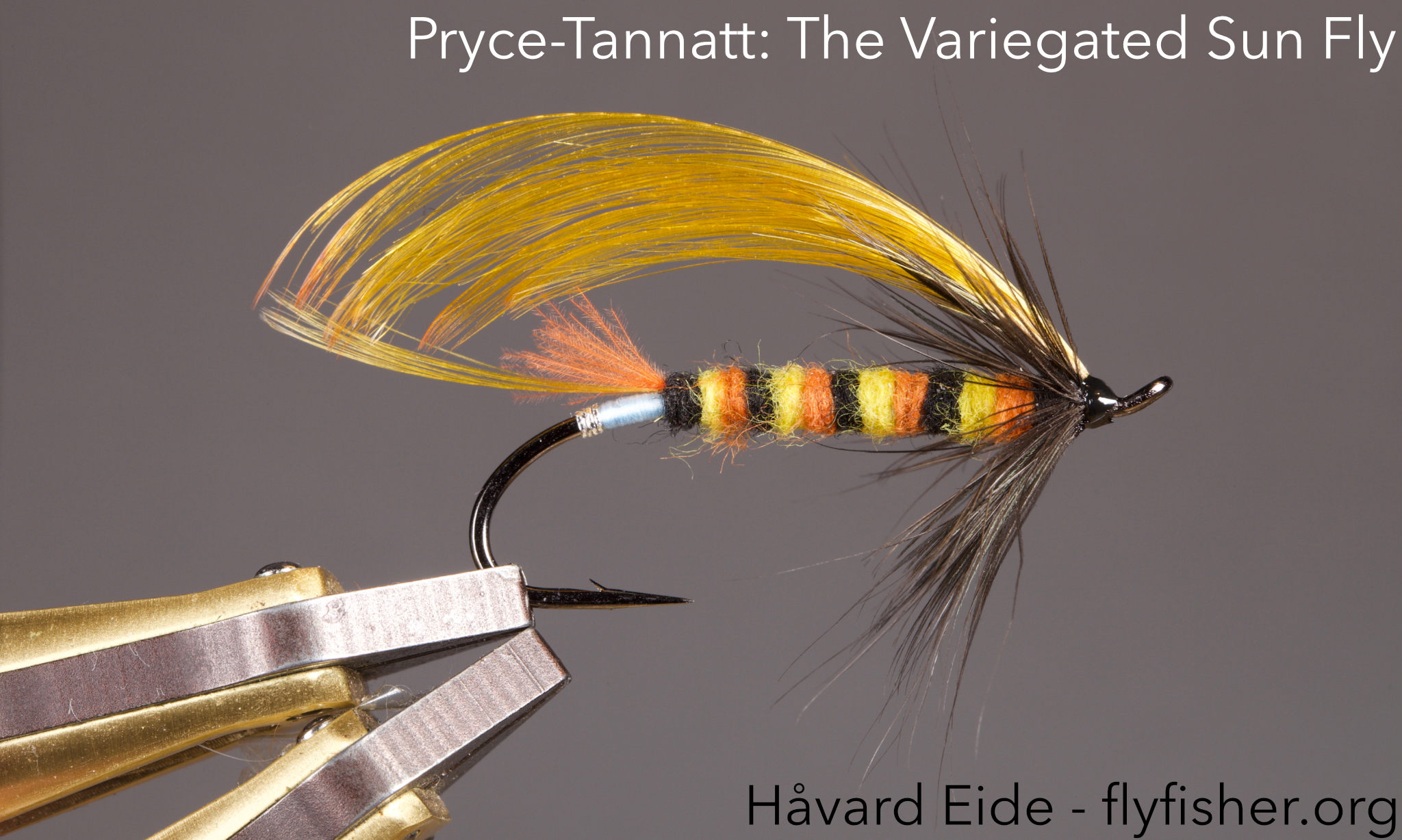 Variegated Sun Fly | flyfisher.org