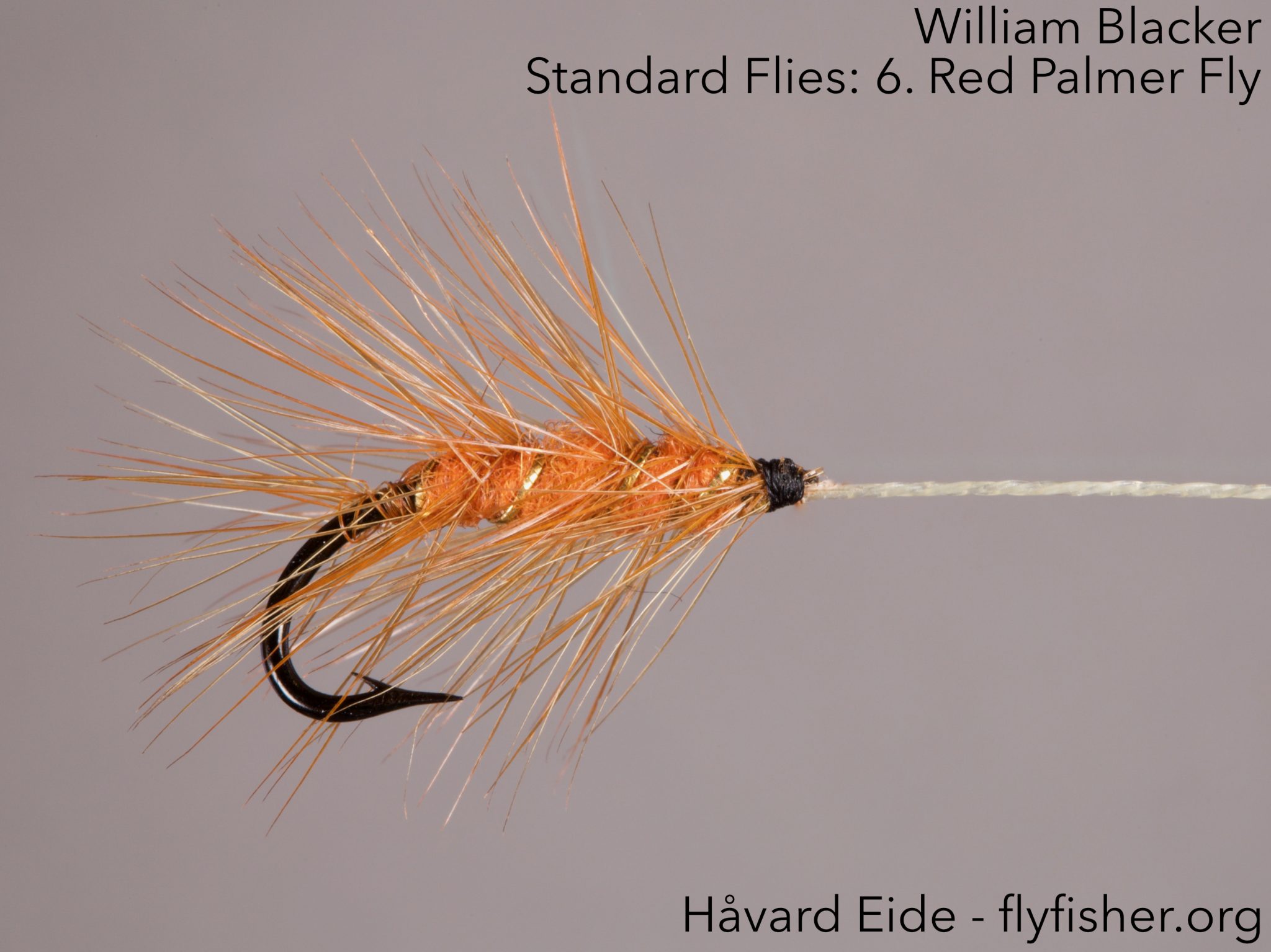 William Blacker: Standard Flies: 6. Red Palmer Fly | flyfisher.org