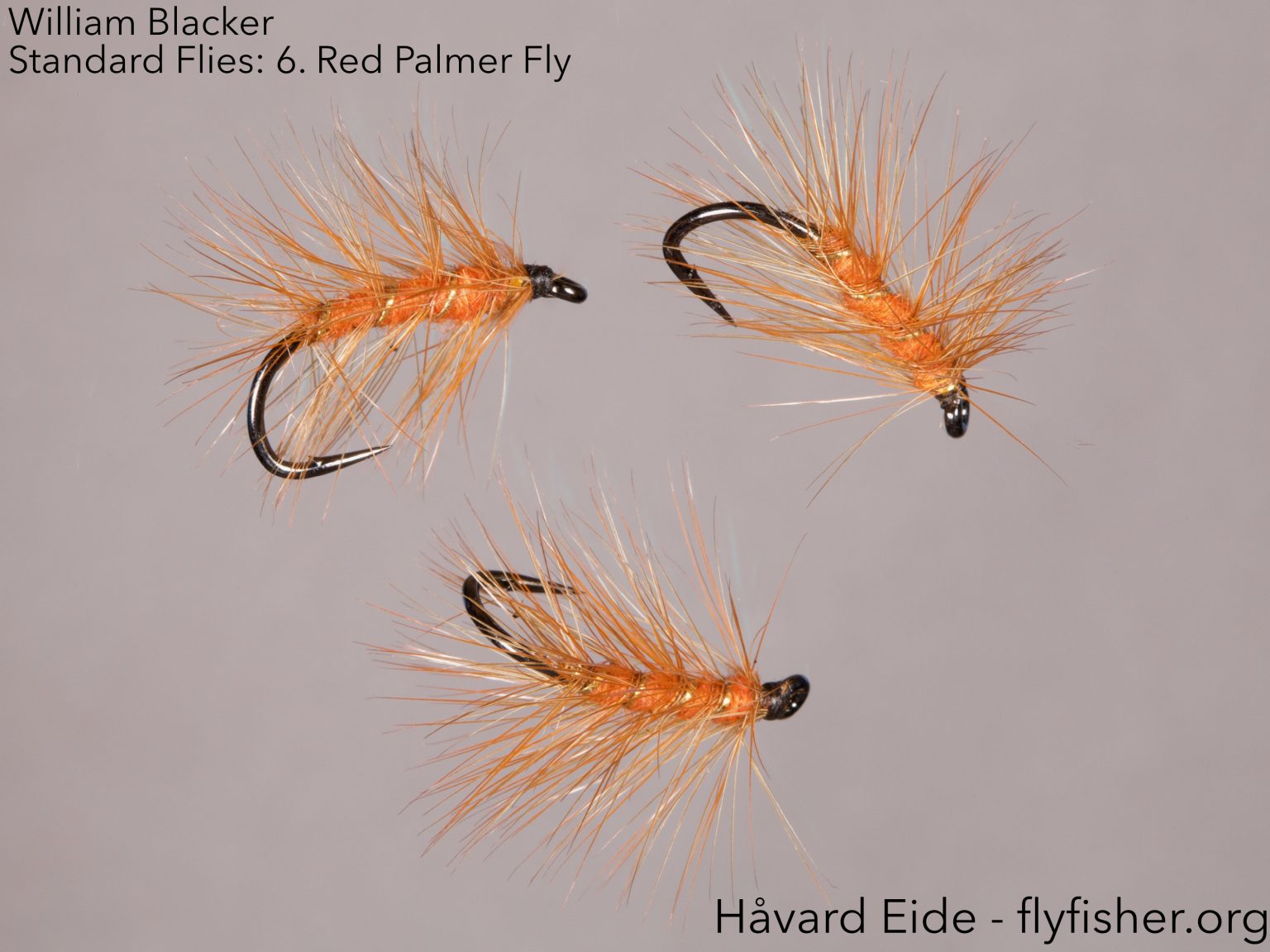 William Blacker: Standard Flies: 6. Red Palmer Fly | flyfisher.org