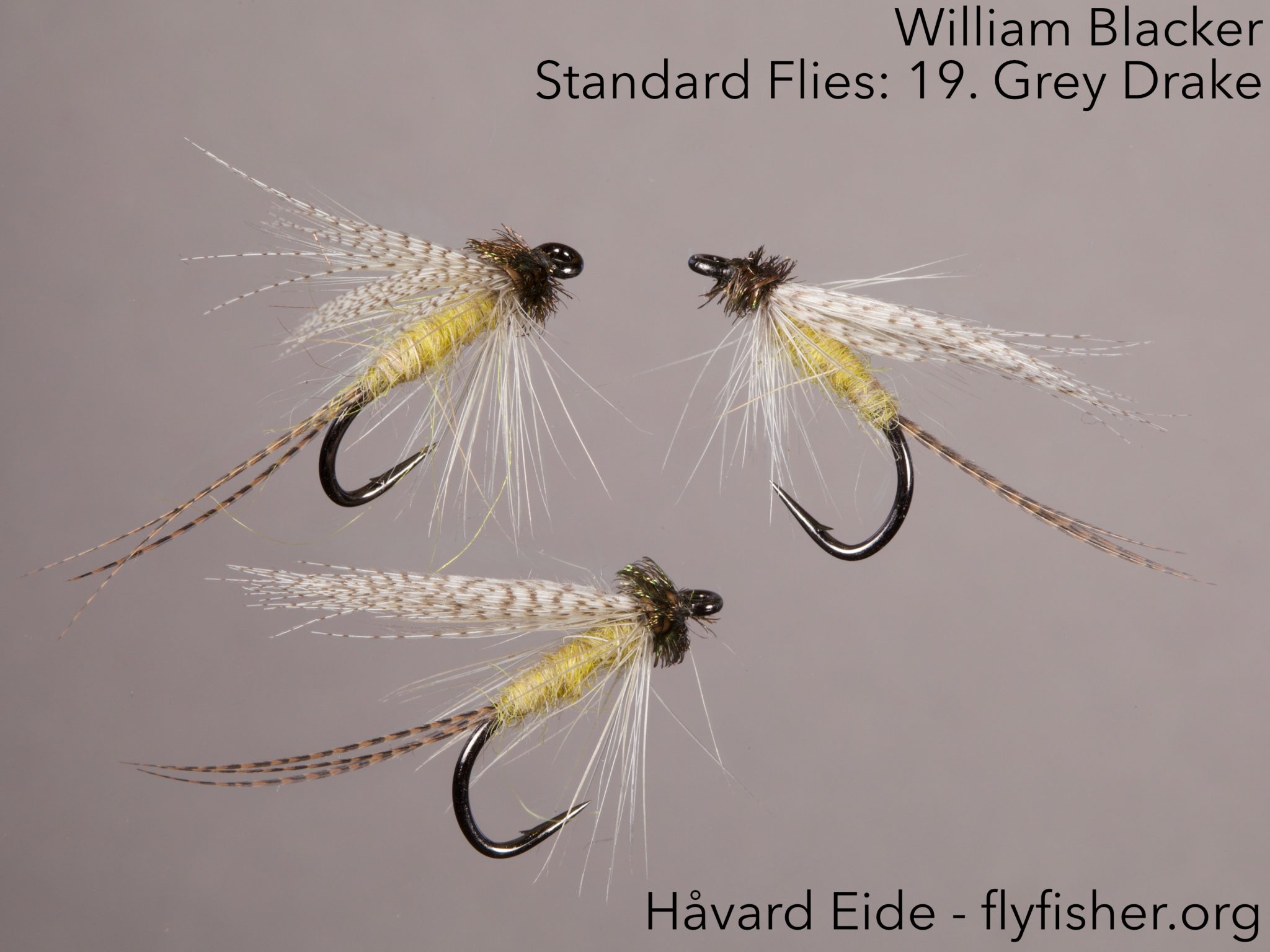 William Blacker: Standard Flies 19. Grey Drake | flyfisher.org