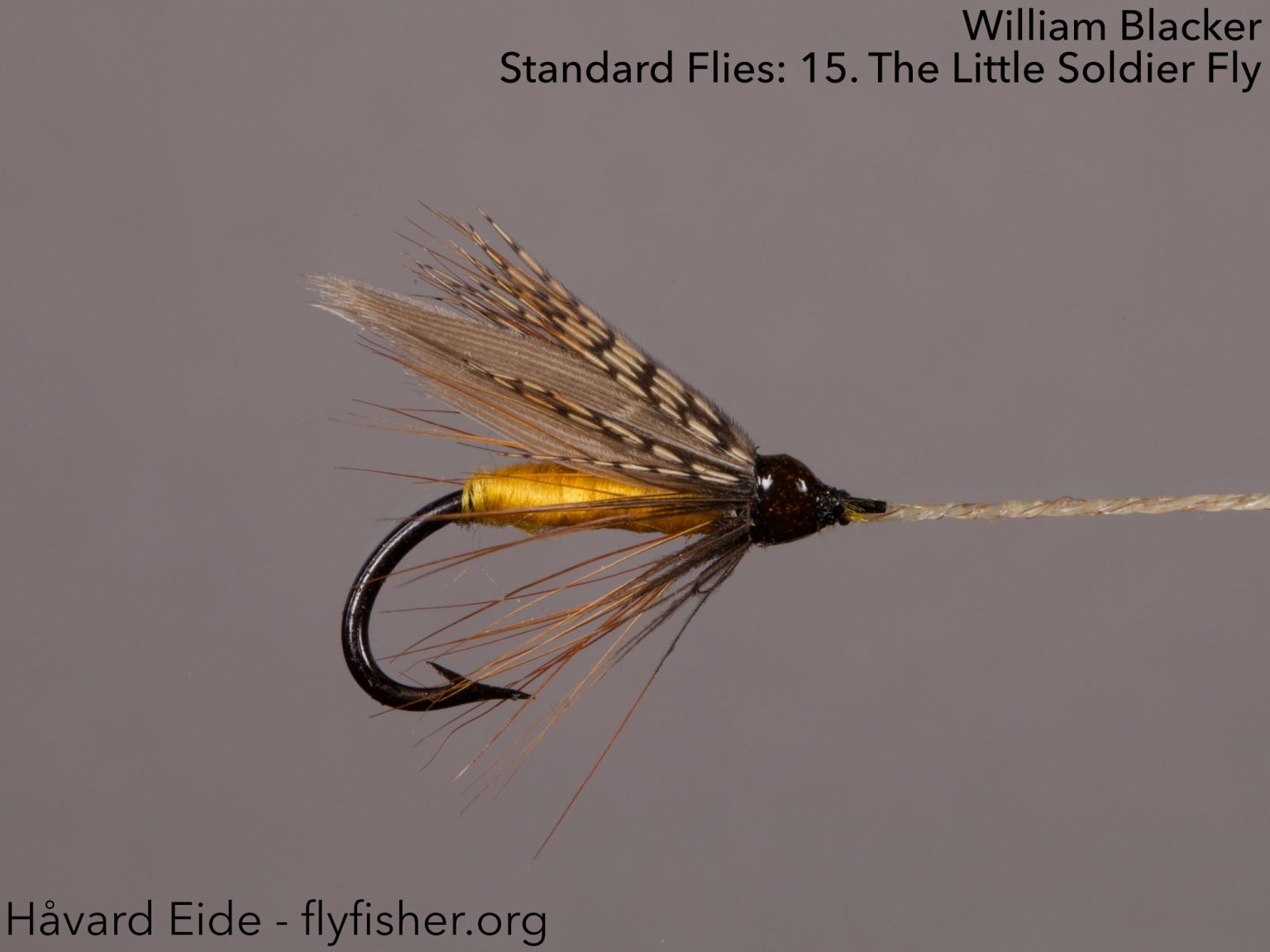 William Blacker: Standard Flies 15. The Little Soldier Fly | flyfisher.org