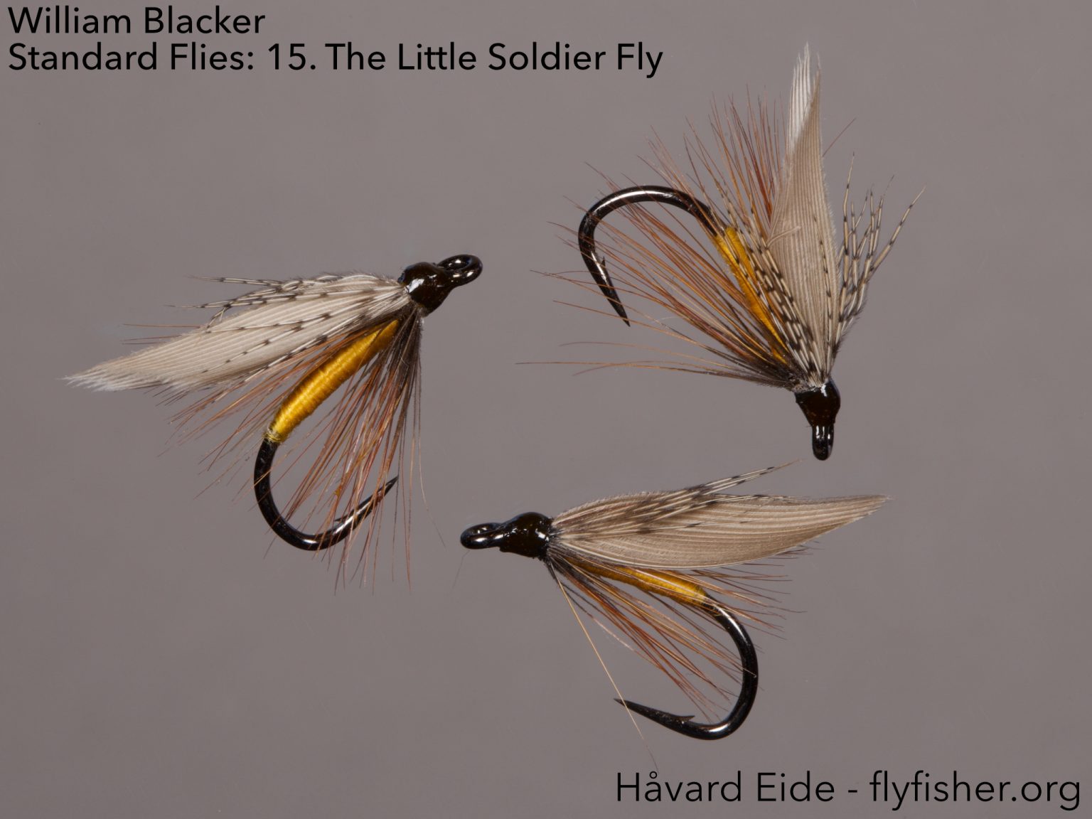 William Blacker: Standard Flies 15. The Little Soldier Fly | flyfisher.org