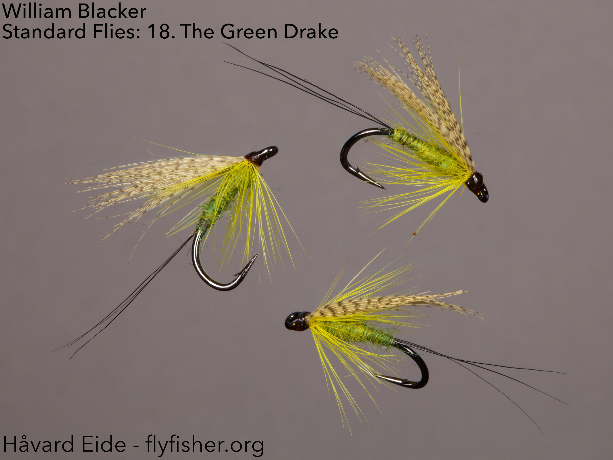 William Blacker: Standard Flies 18. The Green Drake | flyfisher.org