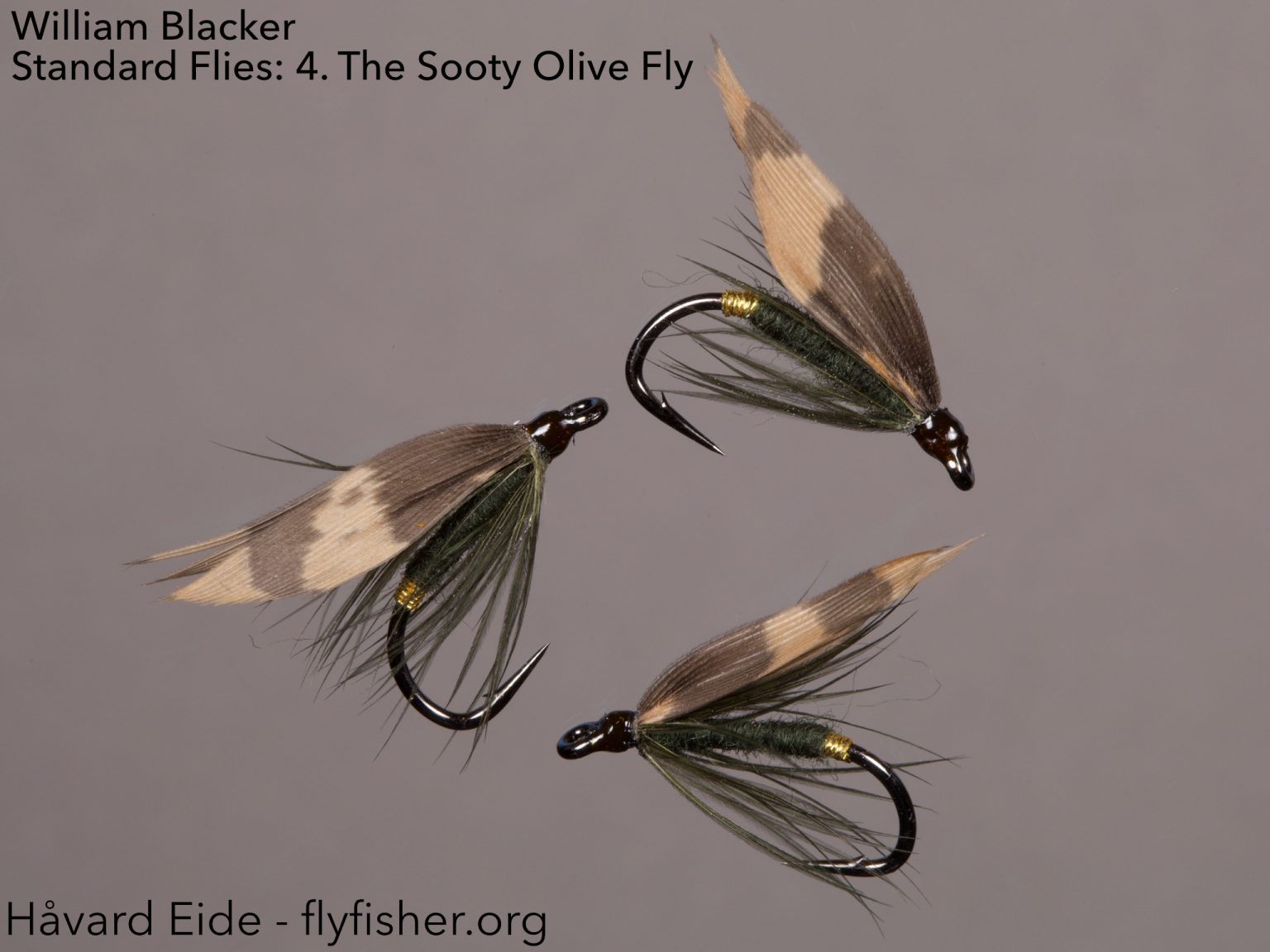William Blacker: Standard Flies 4. The Sooty Olive Fly | flyfisher.org