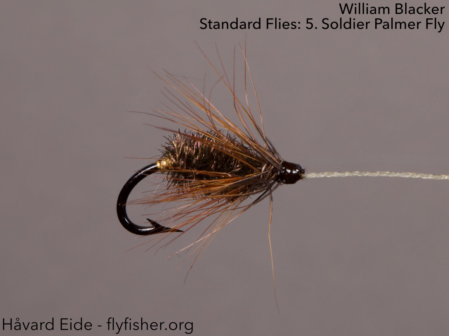 William Blacker: Standard Flies 5. Soldier Palmer Fly | flyfisher.org