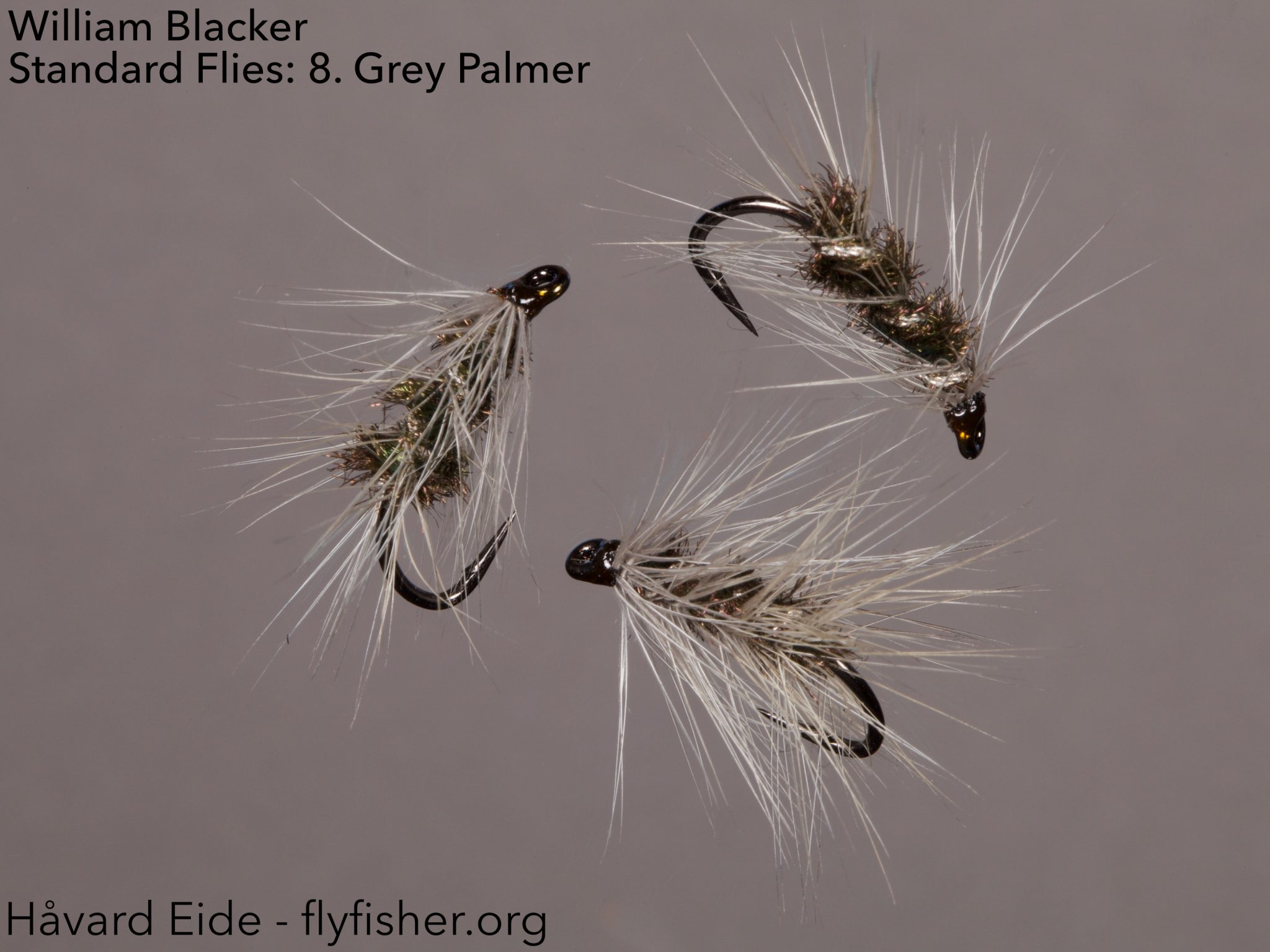 William Blacker: Standard Flies 8. Grey Palmer | flyfisher.org