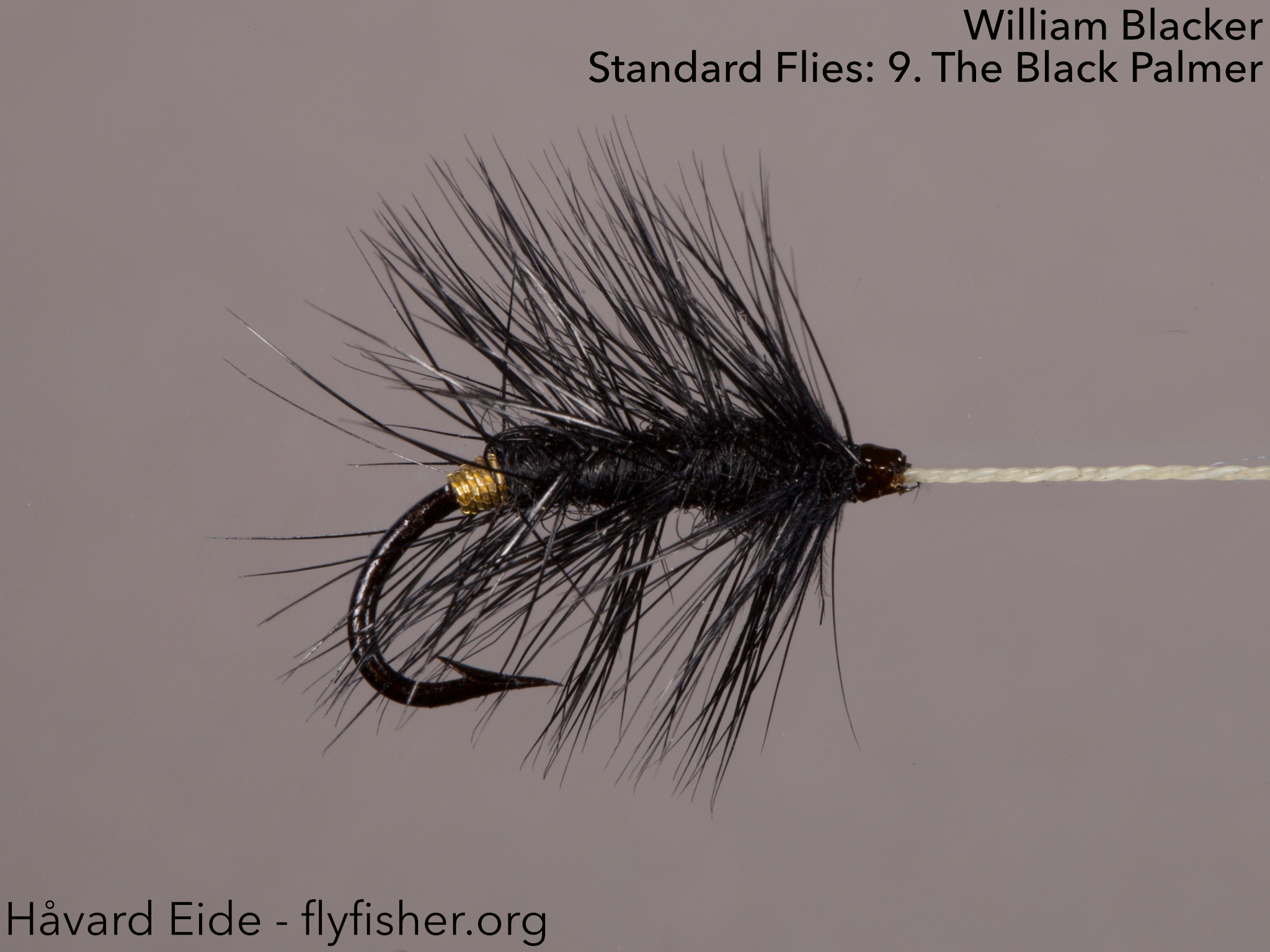 William Blacker: Standard Flies 9. The Black Palmer | flyfisher.org