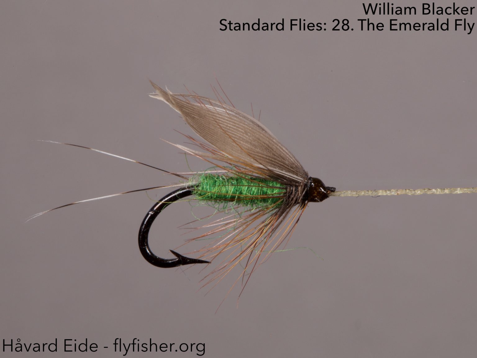 William Blacker: Standard Flies 28. The Emerald Fly | flyfisher.org